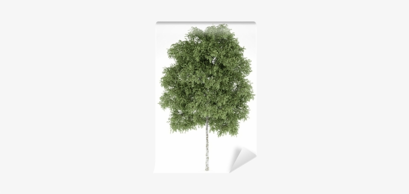 Silver Birch Tree Png - Birch - 400x400 PNG Download - PNGkit