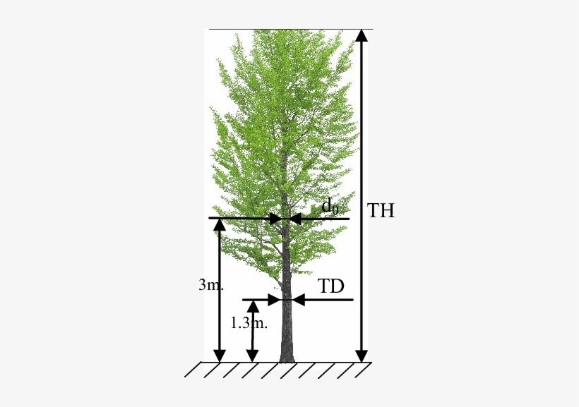 The Model Of Linear Dimensions Of A Tree Front View Tree Png 