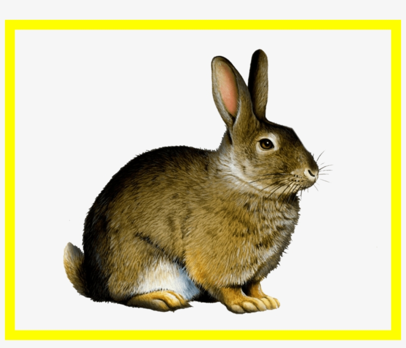 Appealing Easter Bunny Rabbit Clip Art Png Image Pict - Printable Real ...