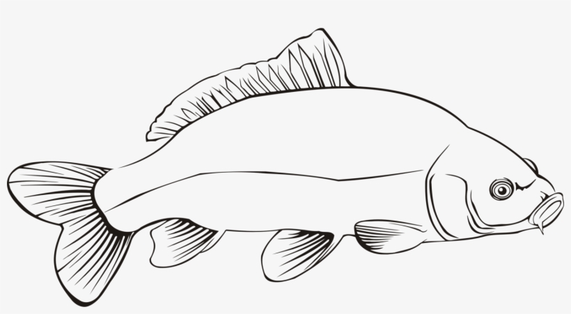 Freshwater Fish Carp Line Art Fresh Water - Carp Clipart - 1495x750 PNG ...