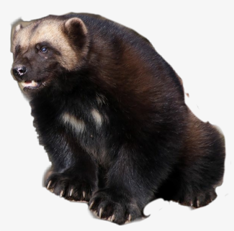 Wolverine - 1024x965 PNG Download - PNGkit