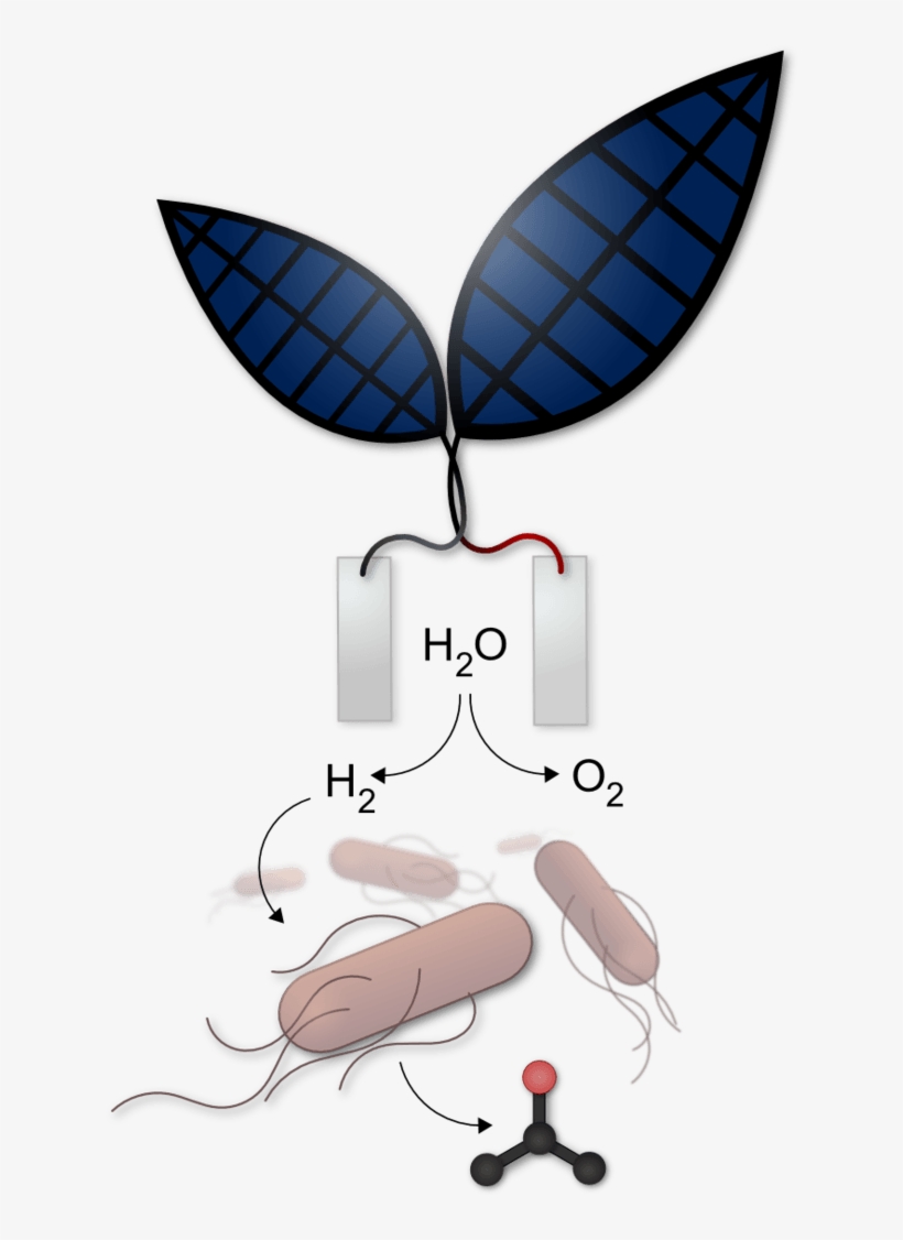 Nocera Bionic Leaf - Bionic Leaf Artificial Photosynthesis - 668x1081 ...
