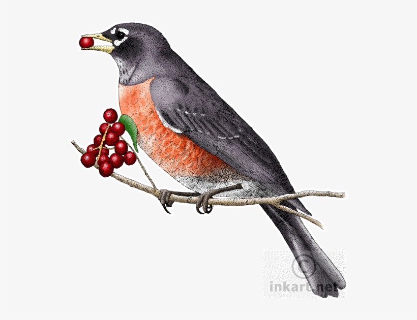 American Robin Png Photos - Connecticut Animal - 560x559 PNG Download ...