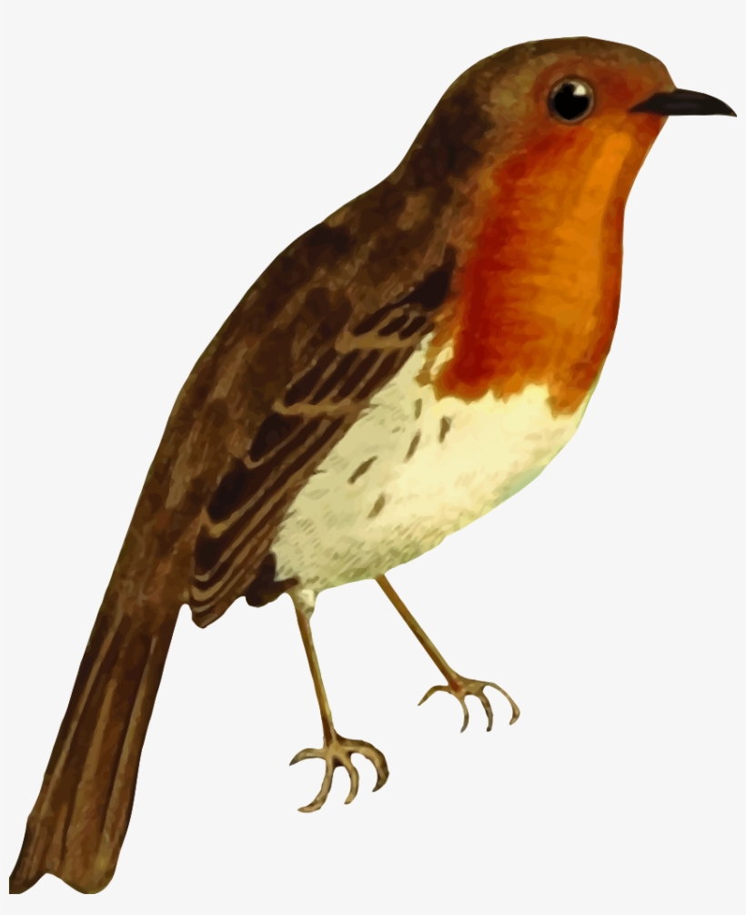 European Robin - Robin Animal Png - 849x1000 PNG Download - PNGkit