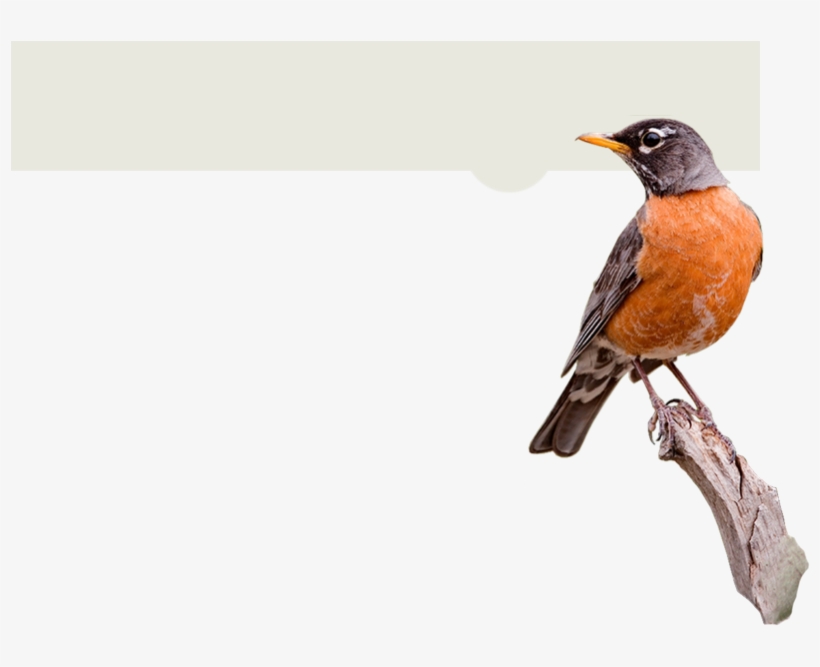 Robin - 809x599 PNG Download - PNGkit