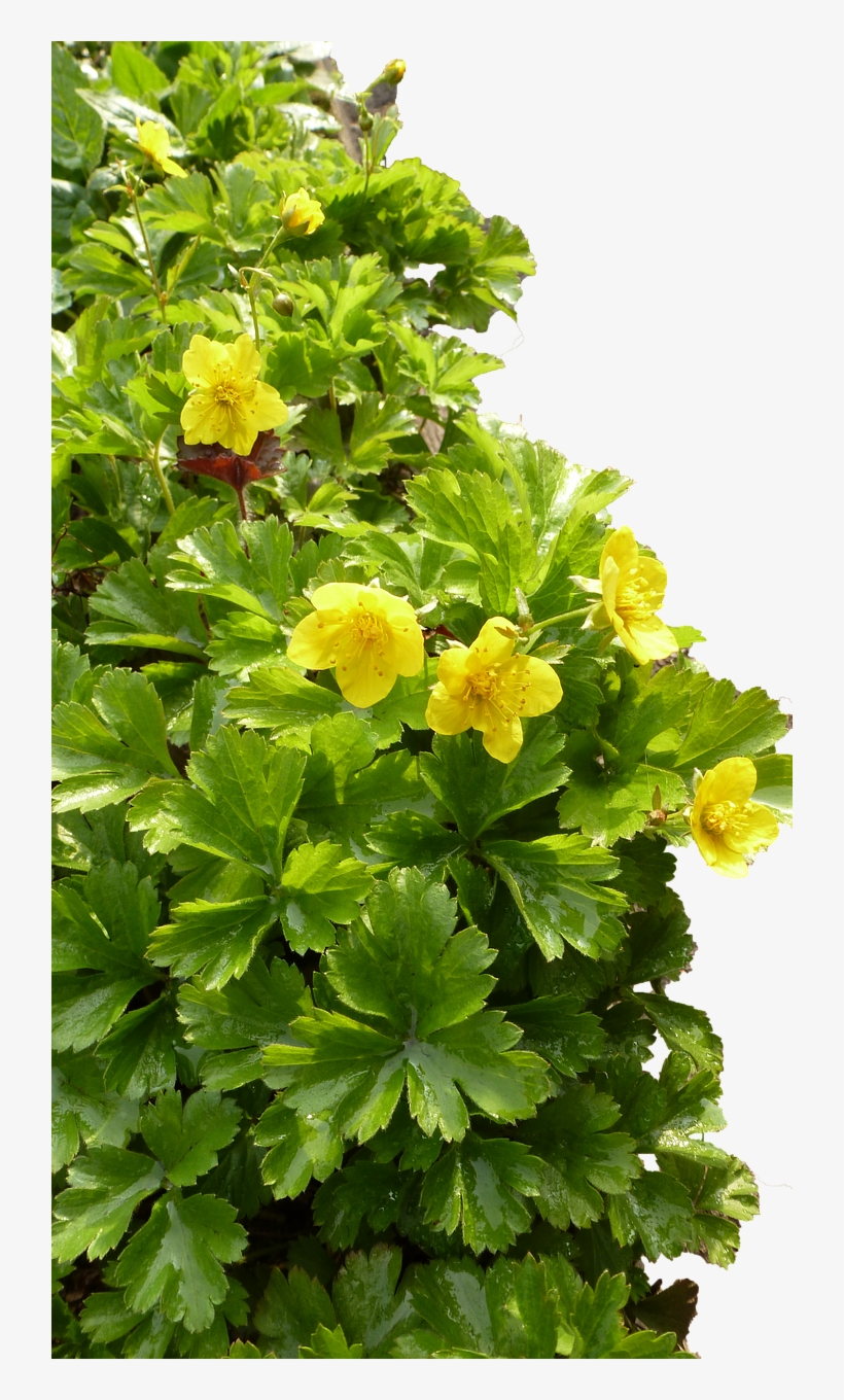 Flower Pictures, Free Photos, Free - Buttercup - 720x1280 PNG Download ...