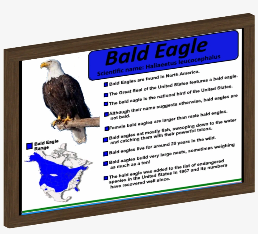 Birds Of Prey Signs 01 - Bald Eagle - 858x853 PNG Download - PNGkit