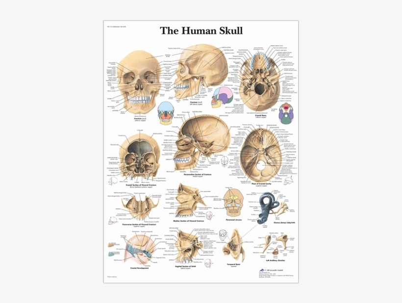 Anatomical Chart - Human Skull - Human Skull - 720x540 PNG Download ...