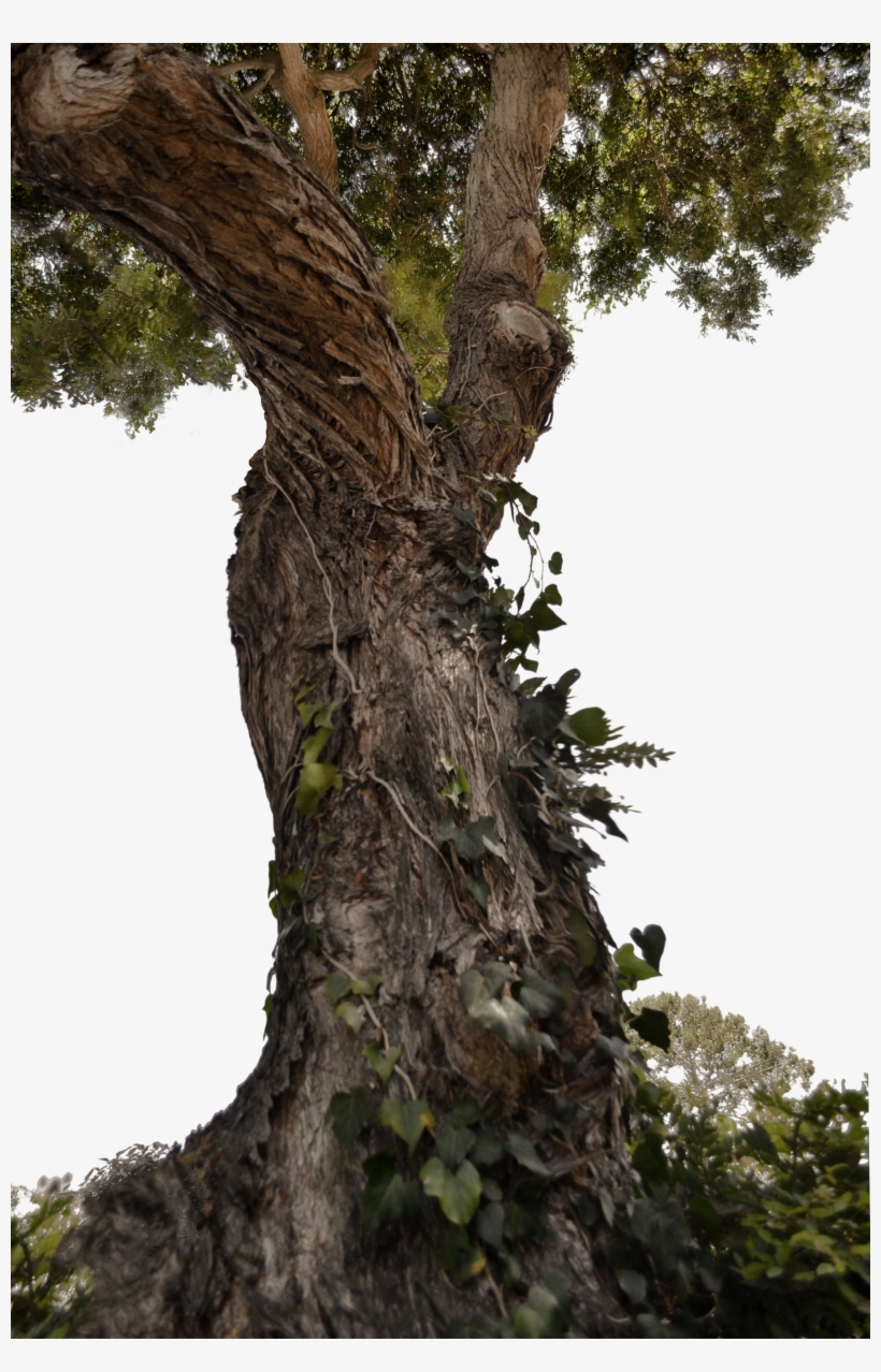 Tree Trunk Png - 3264x4928 PNG Download - PNGkit