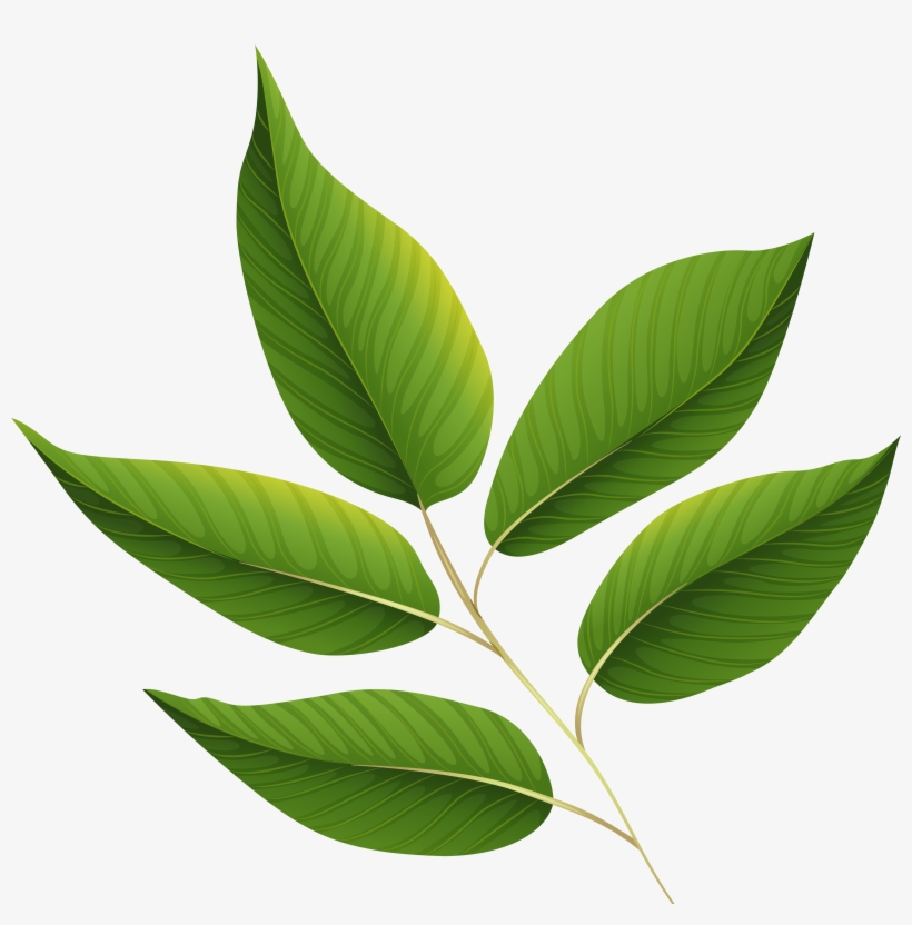Green Leaves Png Clipart Image - Green Leaves Clipart Transparent ...