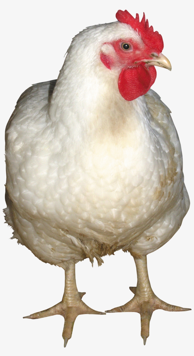 White Chicken Png Image - Chicken Png - 1772x3161 PNG Download - PNGkit