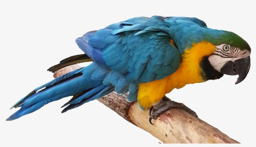 Blue Parrot Png Free Download - Arara Png - 1219x639 PNG Download - PNGkit