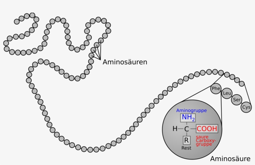 Weird Chains - Protein Structure - 1000x613 PNG Download - PNGkit