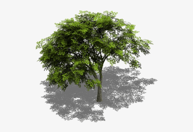 Preview - Tree Model Cinema 4d Free - 591x545 PNG Download - PNGkit