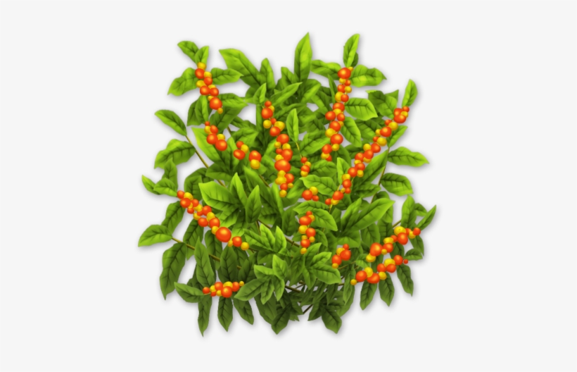 Coffee Bush - Wiki - 451x451 PNG Download - PNGkit