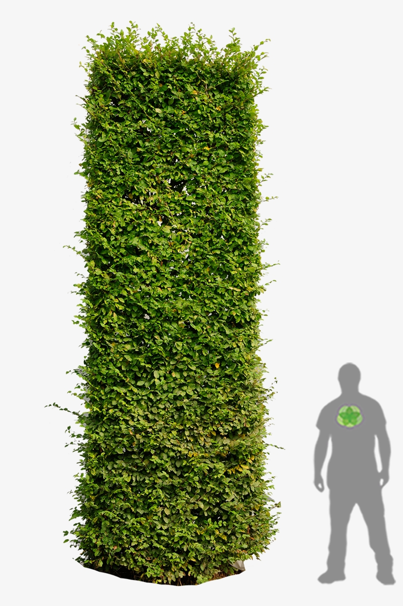Hedges Clipart Plan - Hedges For Photoshop - 900x1200 PNG Download - PNGkit