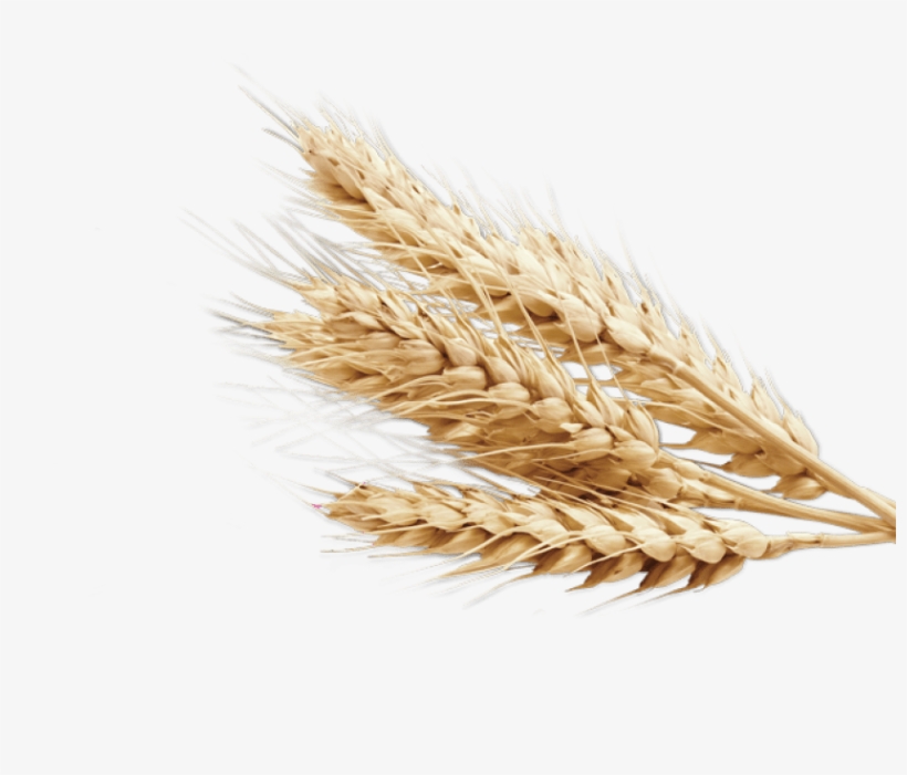 Free Png Wheat Png Images Transparent - Wheat Transparent Background ...