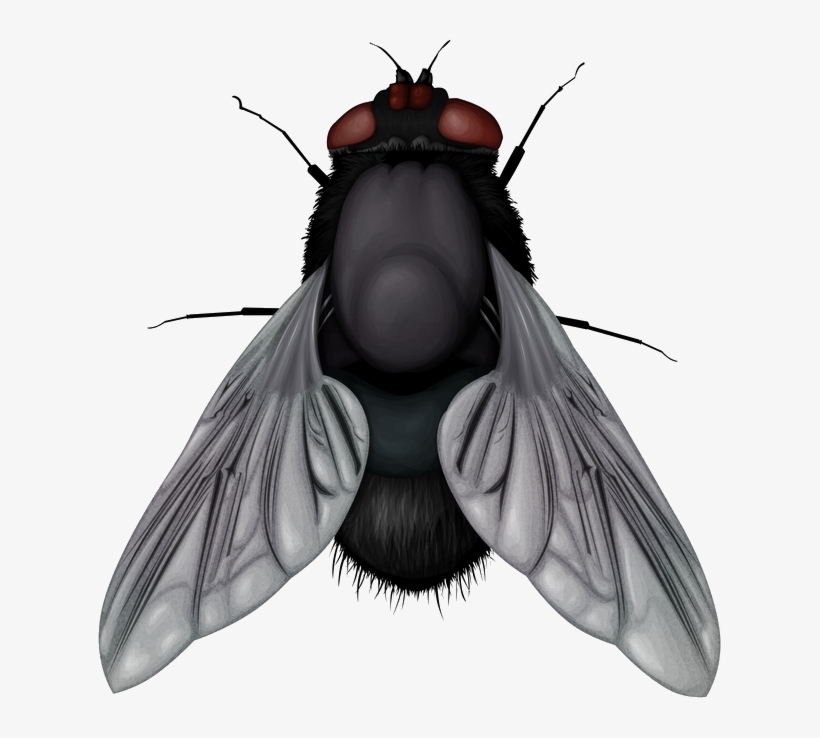 Fly Png - 623x658 PNG Download - PNGkit
