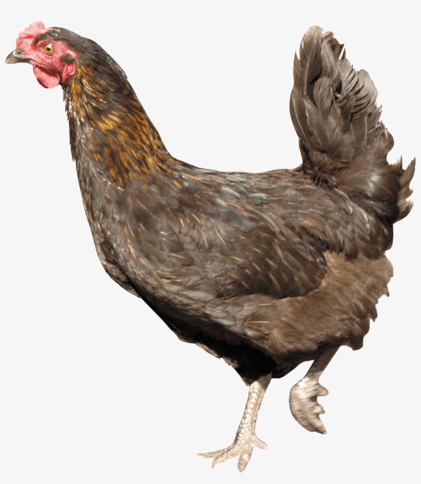 Chicken Png Transparent - Chicken With No Background - 930x1024 PNG ...