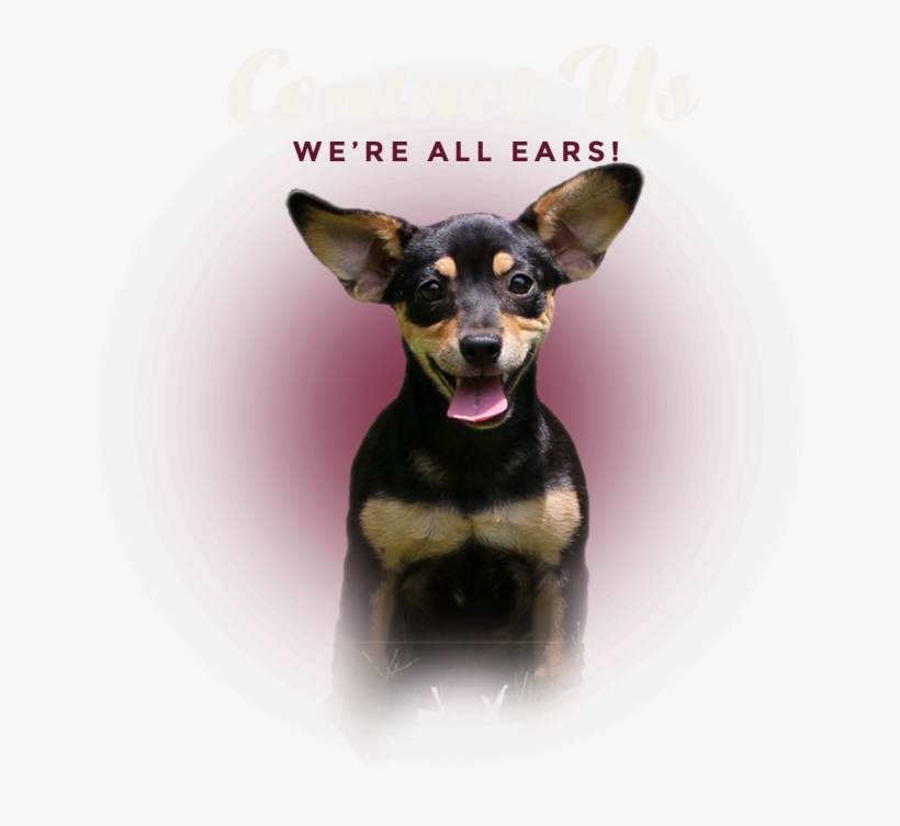 Contact Us We're All Ears - Pražský Krysařík - 665x673 PNG Download - PNGkit