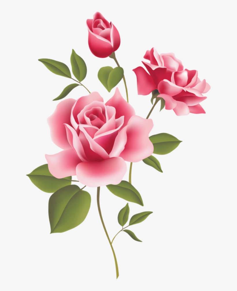 Pink Roses, A Wild Irish Rose Logo - Romantic Love Rose - 519x750 PNG ...