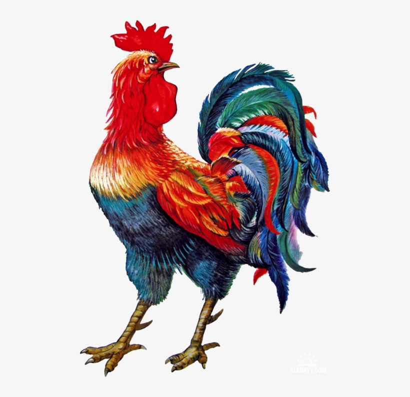 Петушарня - Петух Детская - 500x715 PNG Download - PNGkit