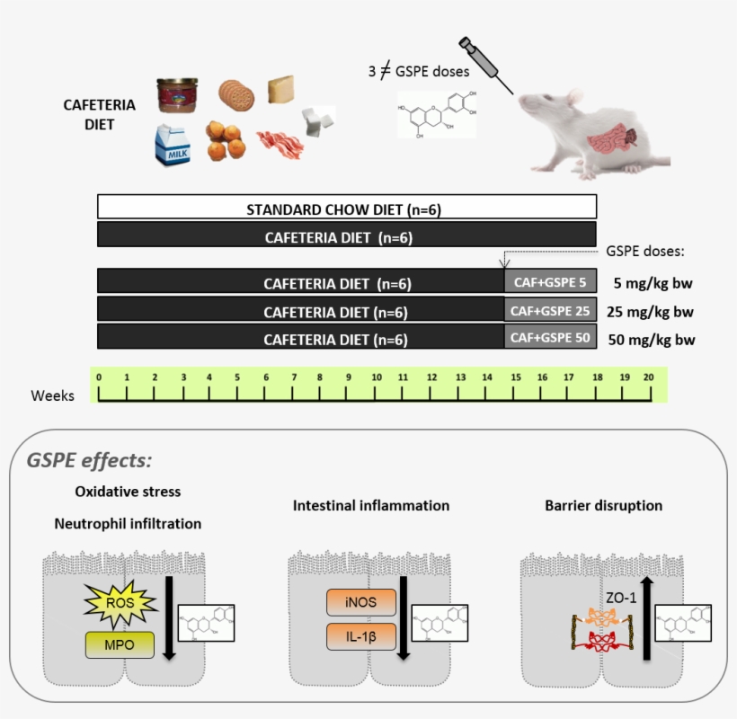 Related Elements - Graphical Abstract Molecular Nutrition Food Research ...