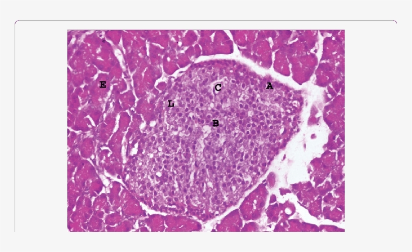 Light Microscopy Of The Pancreas Of Control Group Showing - Pancreas ...
