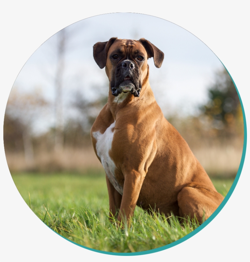 Boxer - 942x980 PNG Download - PNGkit