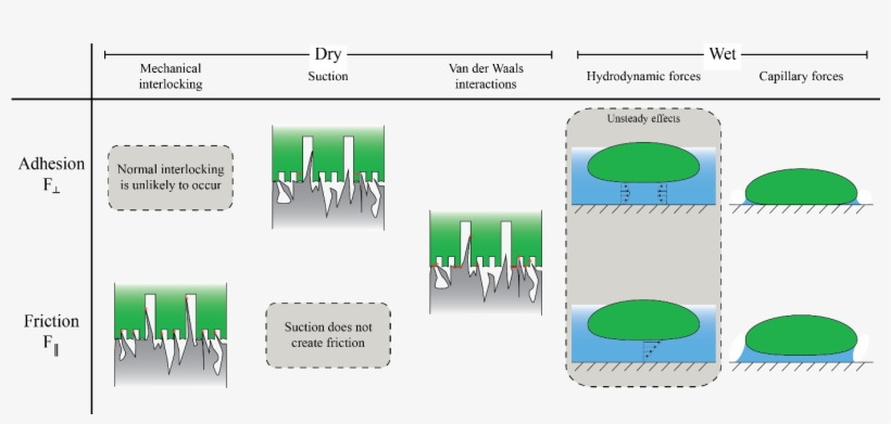 A Schematic Diagram Showing Possible Mechanisms Involved