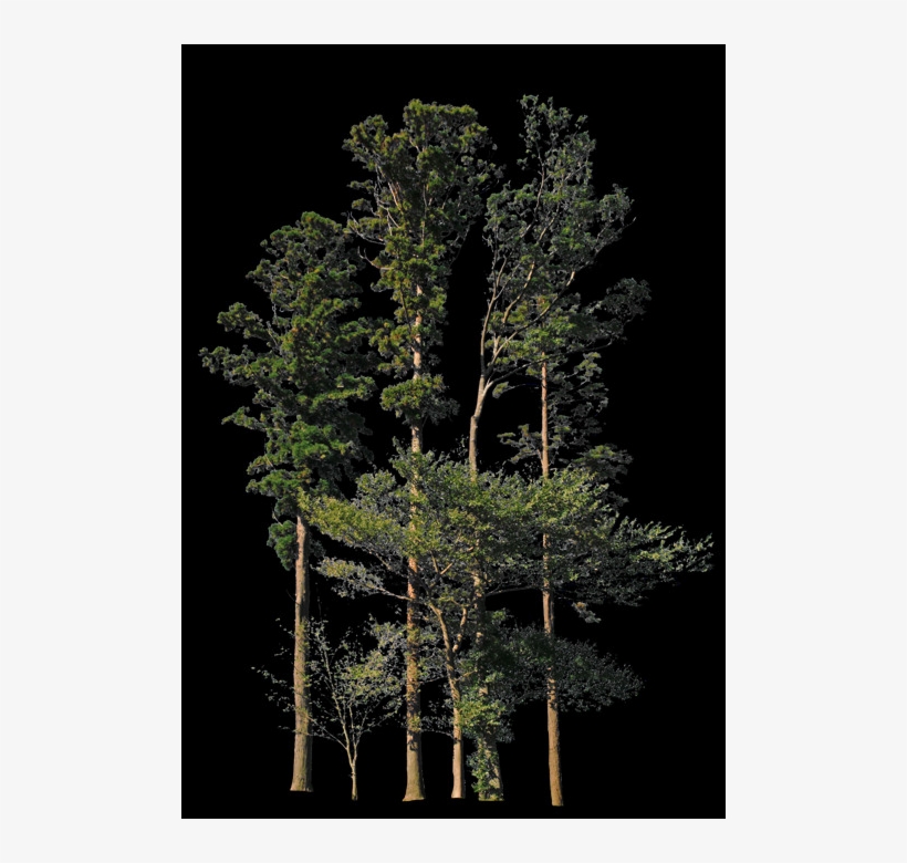 Shortleaf Black Spruce - 492x700 PNG Download - PNGkit