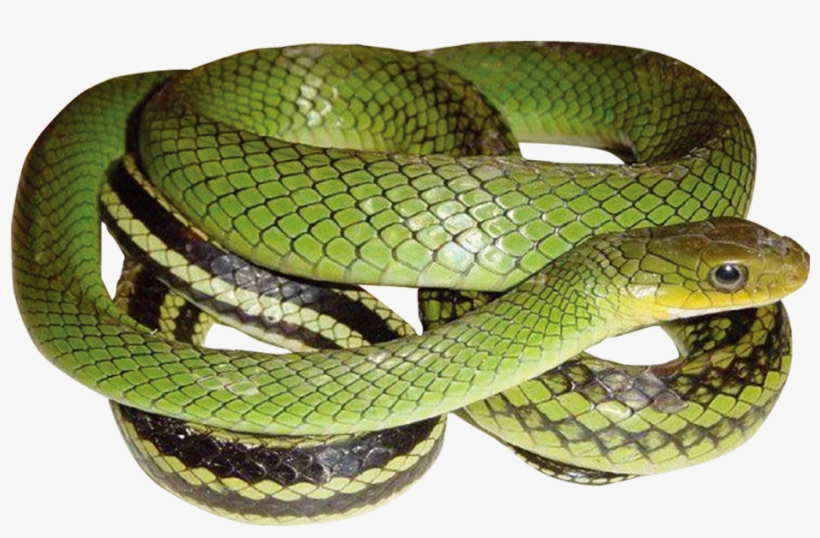 Green Snake With Transparent - Ptyas Korros Green - 1500x1500 PNG ...