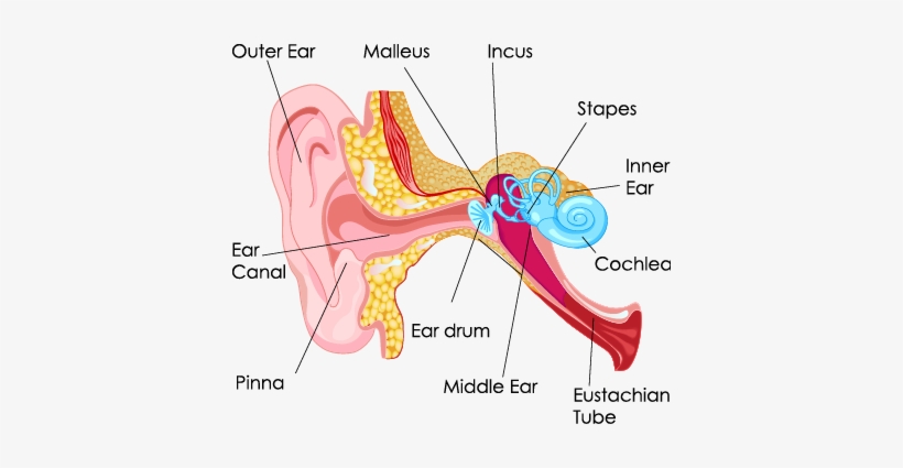 Middle Ear Fluid - Part Of Human Ear - 398x345 PNG Download - PNGkit