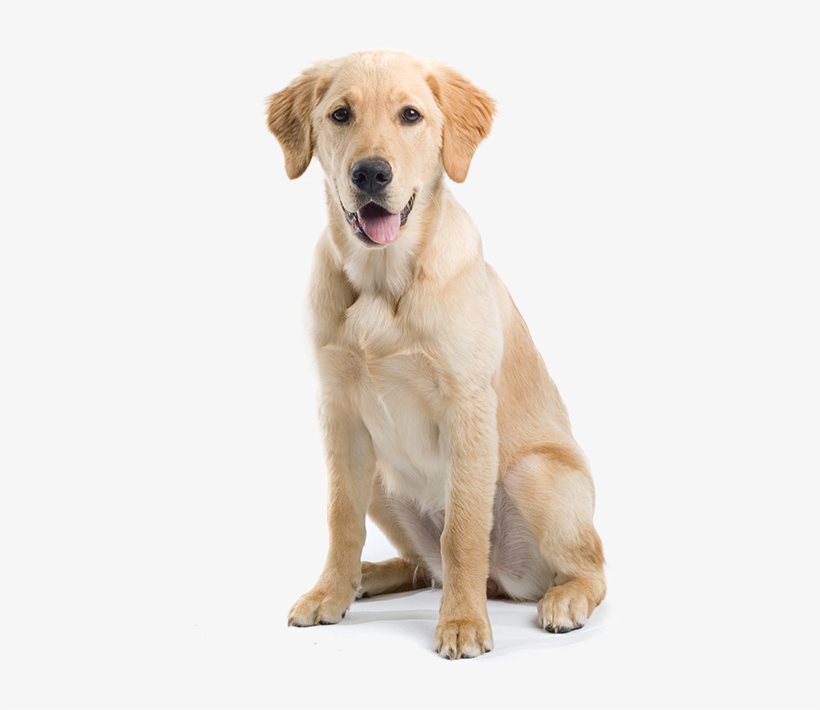 Bigstock Labrador Retriever 2080368 - Golden Labrador Transparent ...