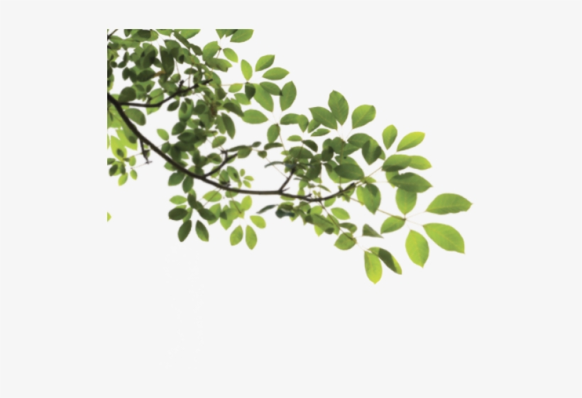 Leaves Branch Png