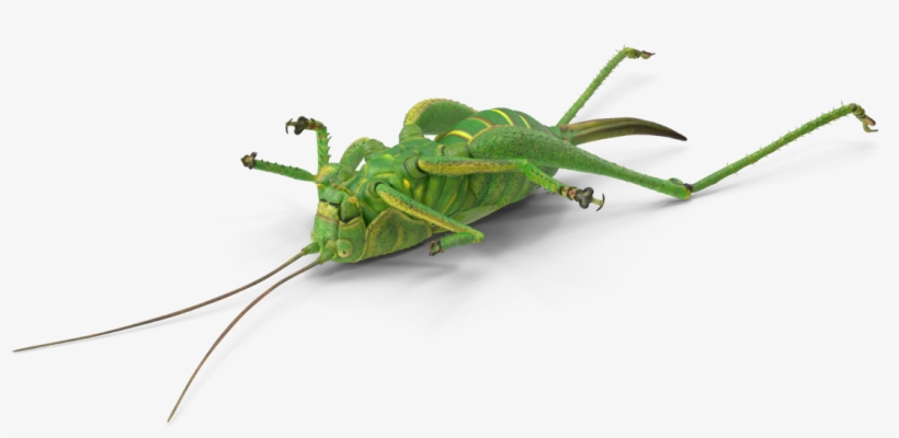 Cricket - 1092x480 PNG Download - PNGkit