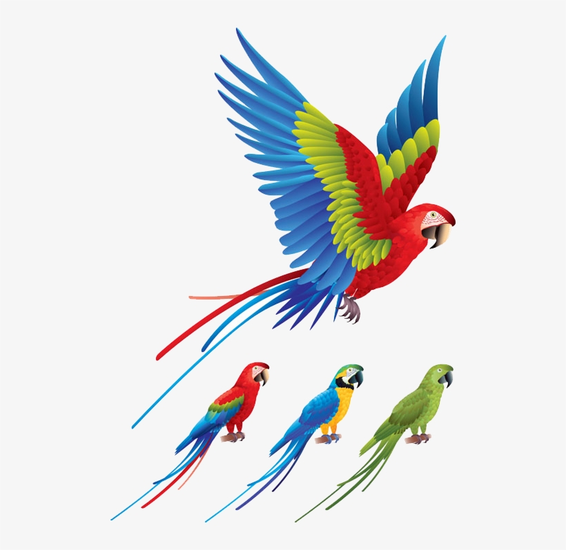 500 X 717 6 - Color Birds - 500x717 PNG Download - PNGkit