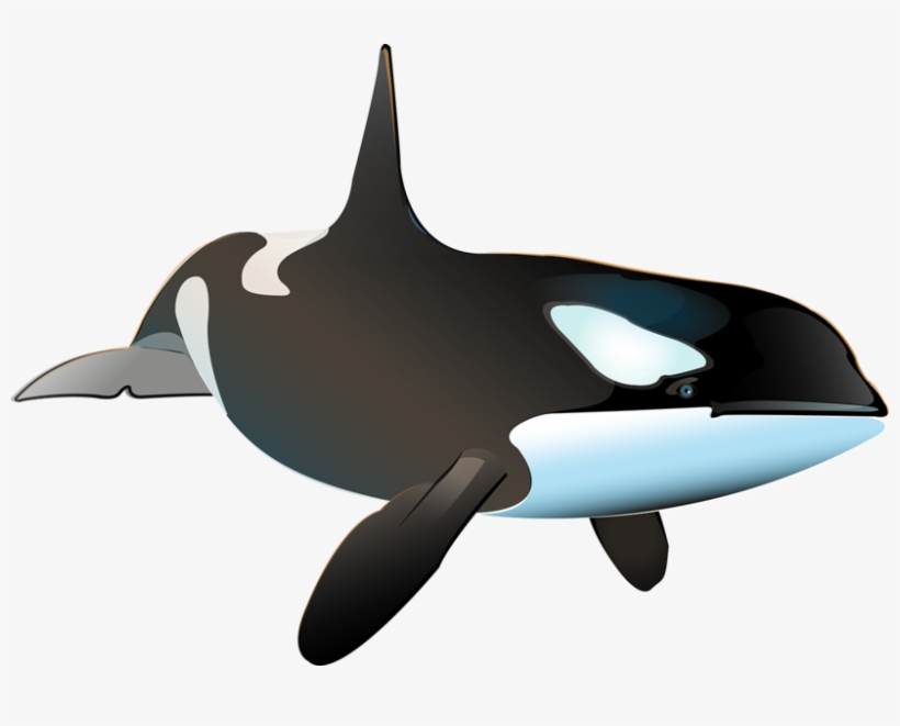 Killer Whale Inphography - Ballena Real Png - 820x581 PNG Download - PNGkit