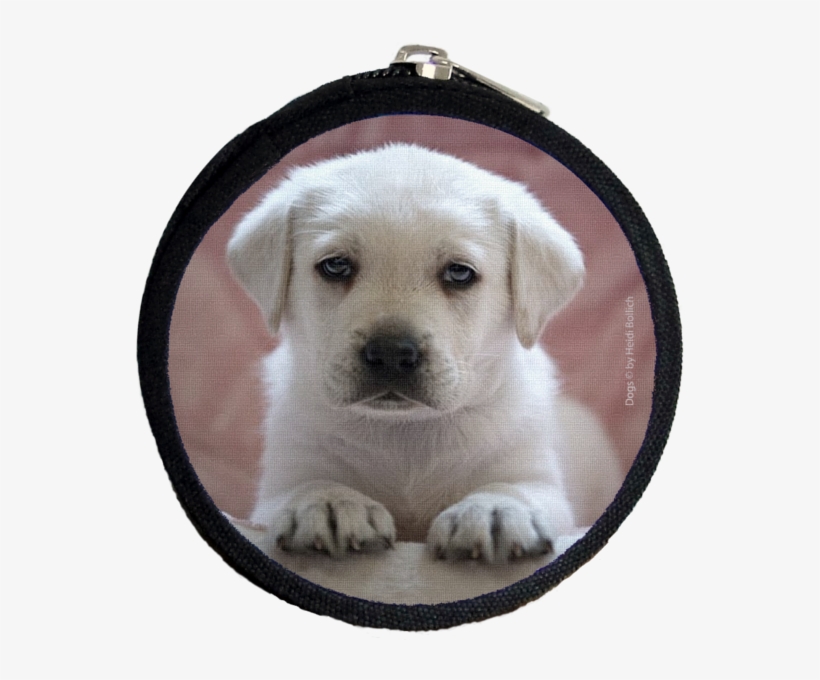 Labrador Rosa, Purse Xs - Labrador Retriever - 800x600 PNG Download ...