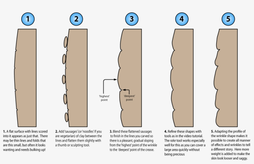 Illustration Showing A Cross Section Of Wrinkle Sculpting - Sculpting ...