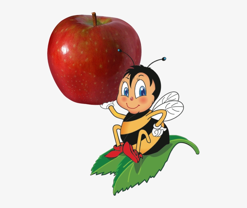 Bee Eating A Apple - 507x611 PNG Download - PNGkit