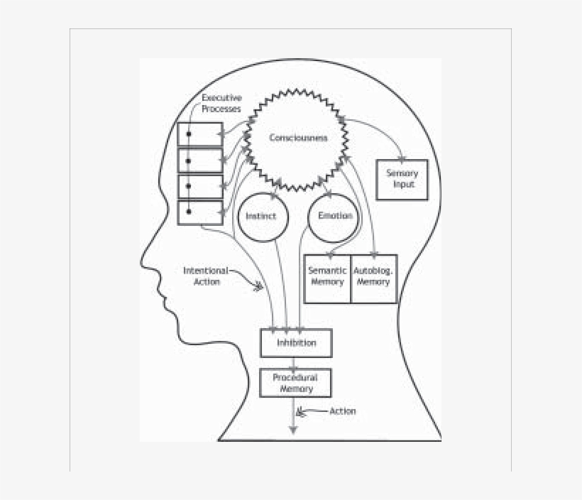 Functional Diagram Of The Brain - Diagram - 623x624 PNG Download - PNGkit