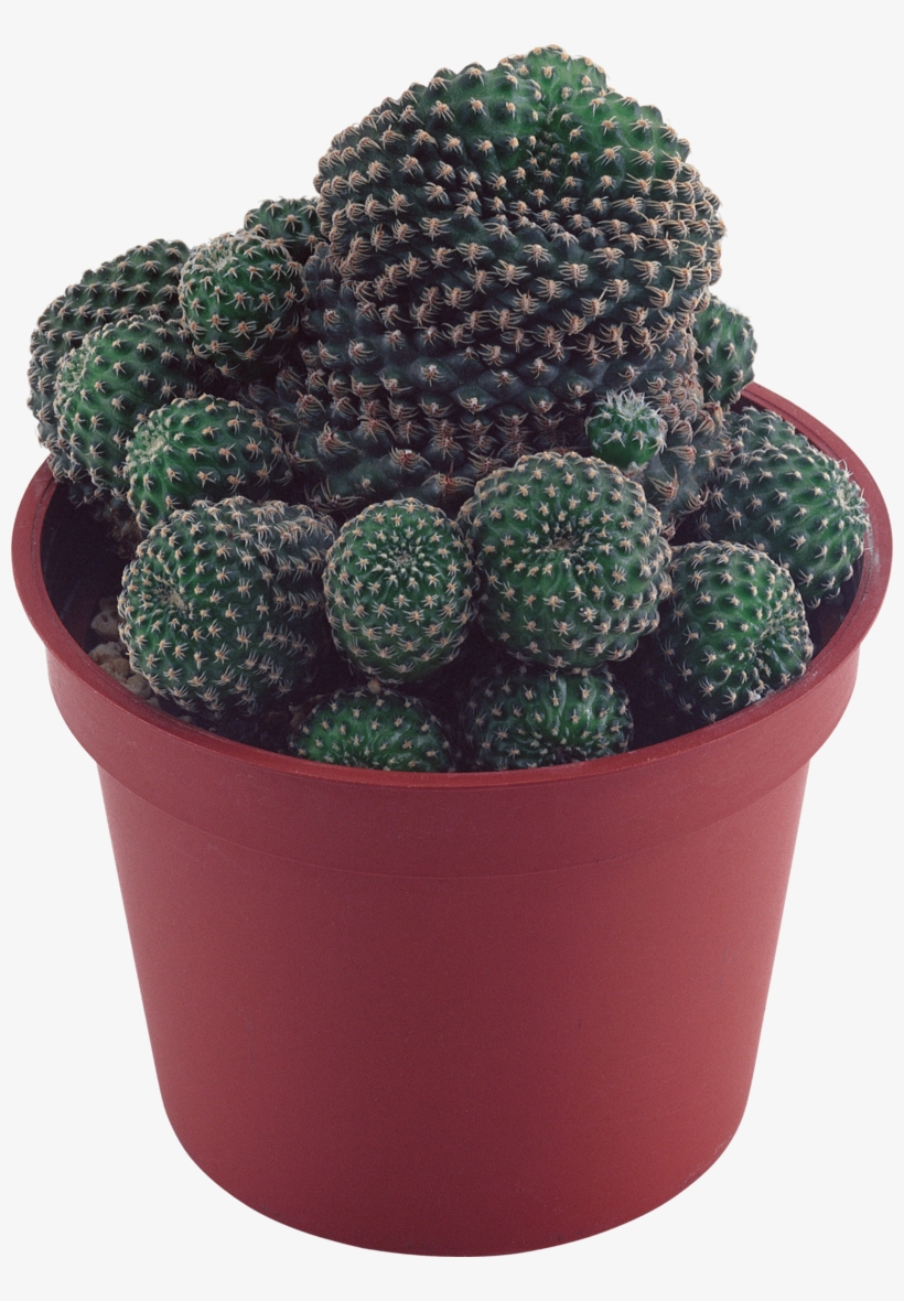Cactus - Transparent Background Succulent Plant Png - 800x1100 PNG ...