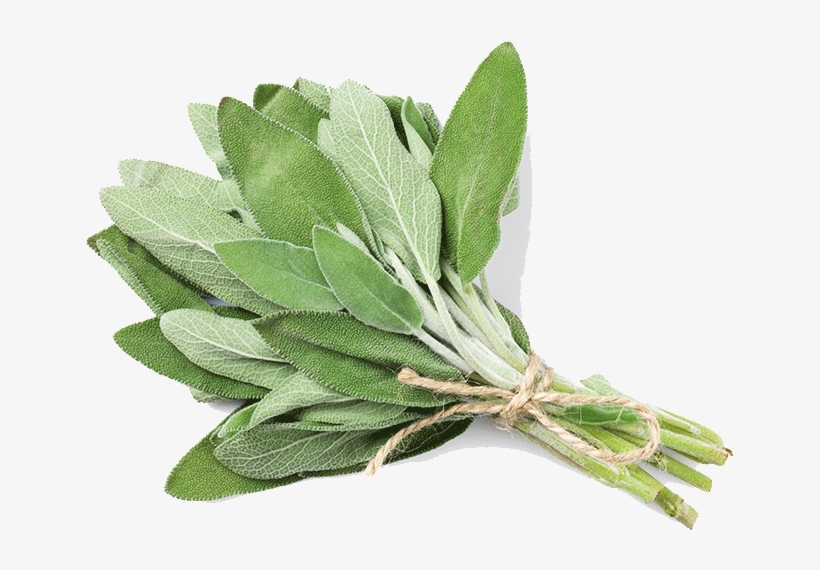 Common Sage - 847x1000 PNG Download - PNGkit