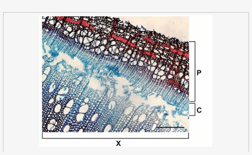 Cross Section Of Aspen Xylem - Pattern - 850x484 PNG Download - PNGkit