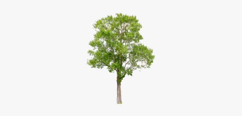 Isolated Trees On White Background, Trees, Isolated, - River Birch - 360x360 PNG Download - PNGkit