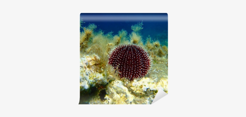 Marine Biology - 400x400 PNG Download - PNGkit