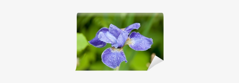 Blue Iris - 400x400 PNG Download - PNGkit