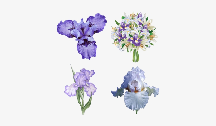 Download Transparent Iris Flower Transparent - PNGkit