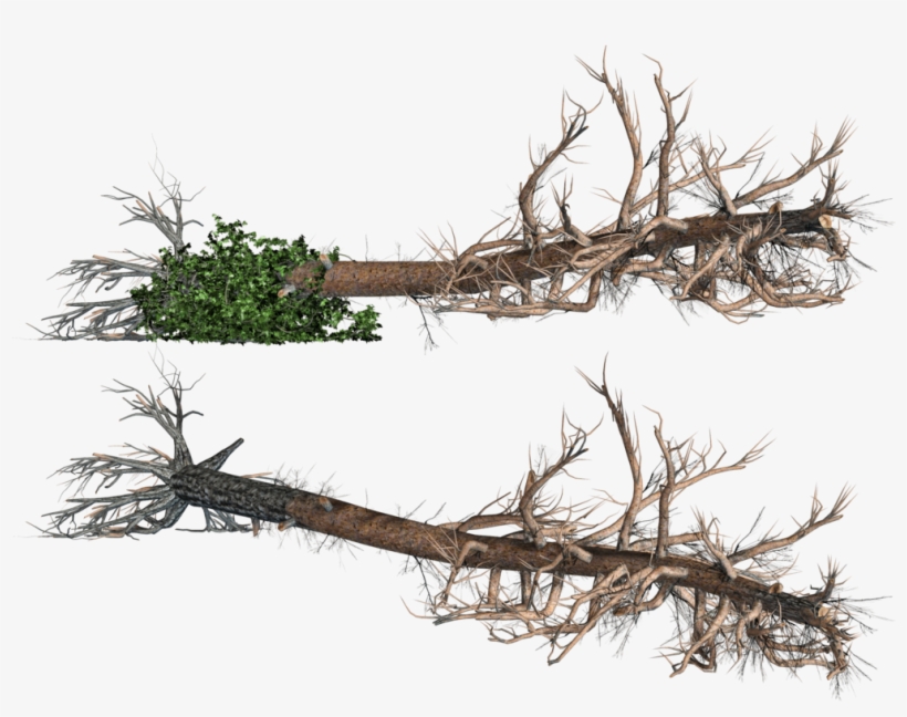 Fallen Trees 02 Png Stock By Roy3d On Deviantart Stock - Fallen Tree ...